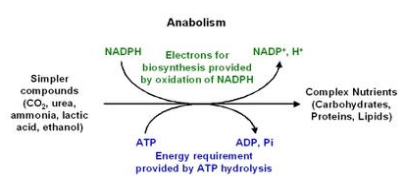 Introduction to Metabolomics – Proteome Software Technical Help Center